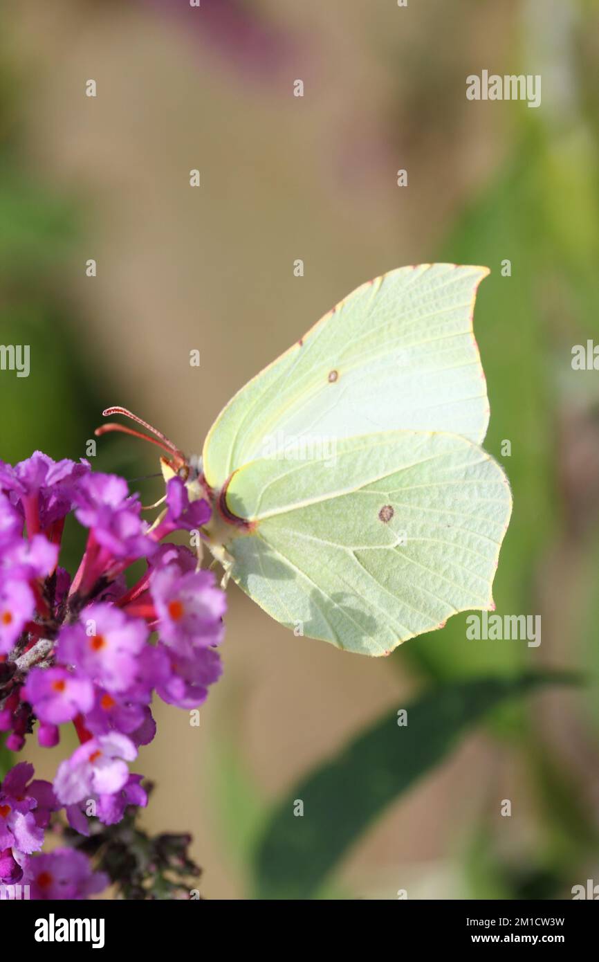 The Brimstone (Gonepteryx rhamni) is a butterfly (butterfly) from the ...