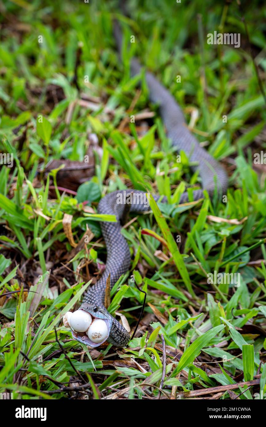 A Grass snake eating two eggs on the grass ground Stock Photo - Alamy