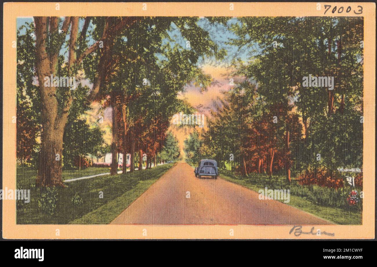 Car driving up a tree-lined road , Automobiles, Roads, Trees, Tichnor ...