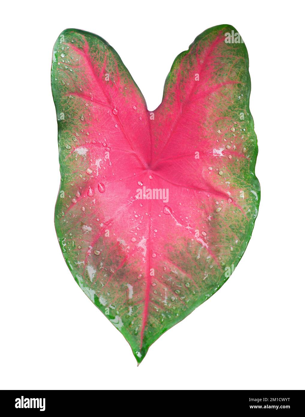 Caladium bicolor red green leaf white background isolated closeup ...