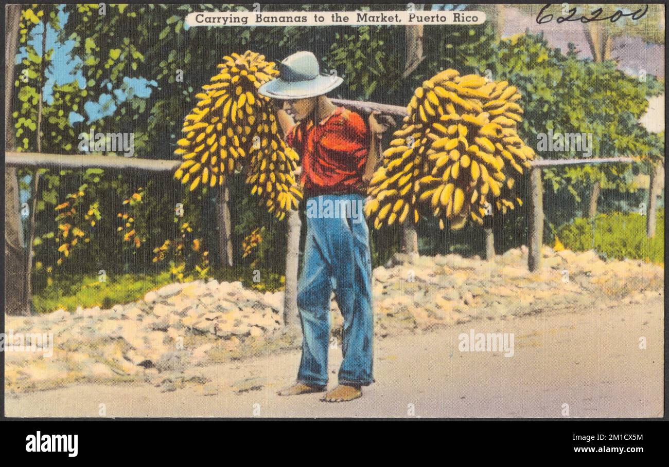 Carrying bananas to the market, Puerto Rico , Bananas, Agricultural ...