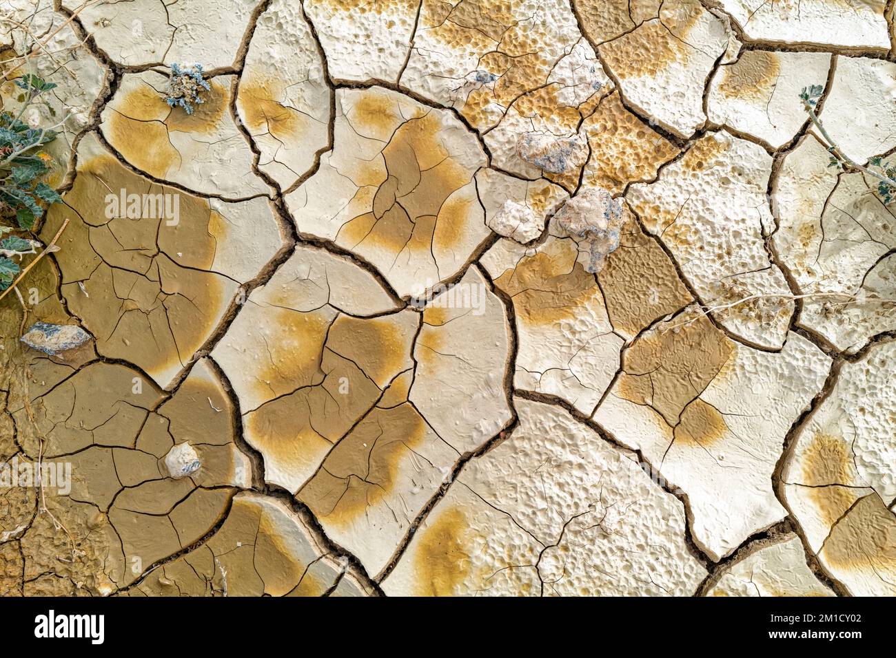 Texture sage dried close hi-res stock photography and images - Alamy