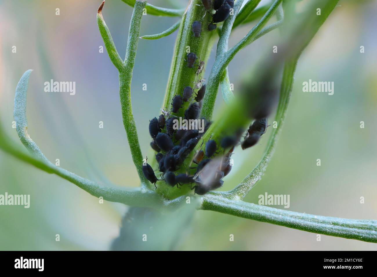 A close-up shot of Aphids on a plant Stock Photo - Alamy