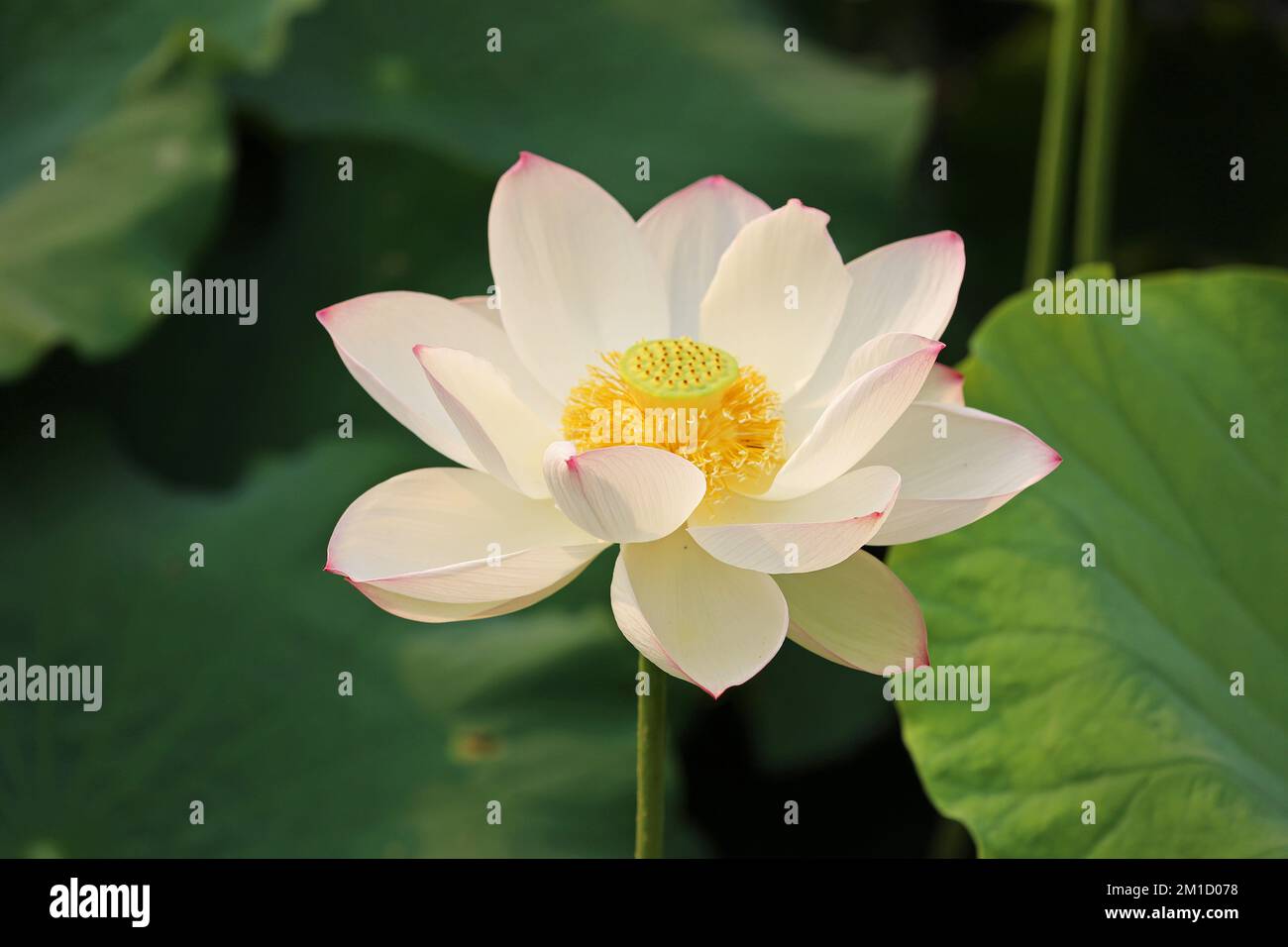 Sacred plant hi-res stock photography and images - Alamy