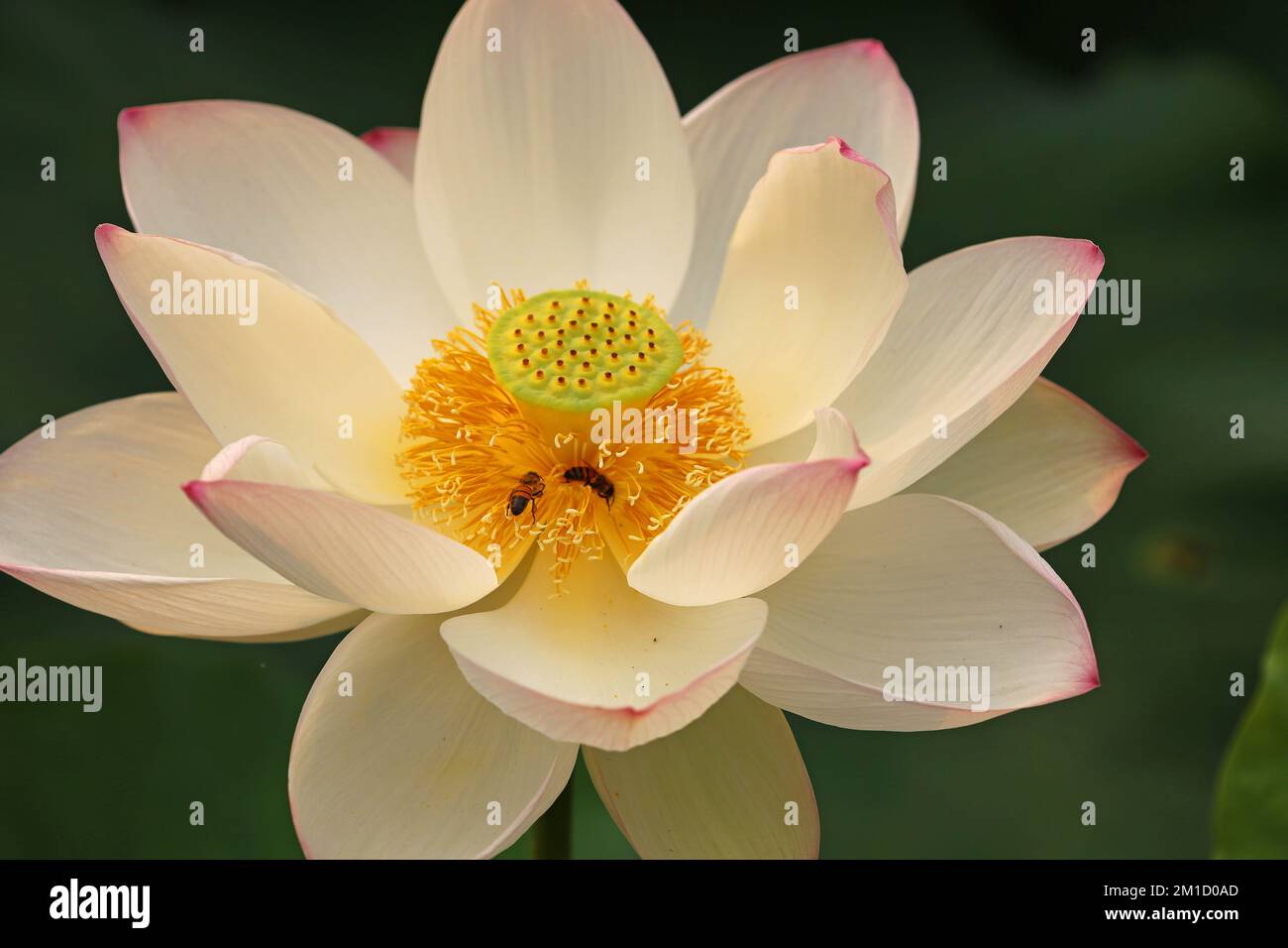 Lotus with bees Stock Photo - Alamy
