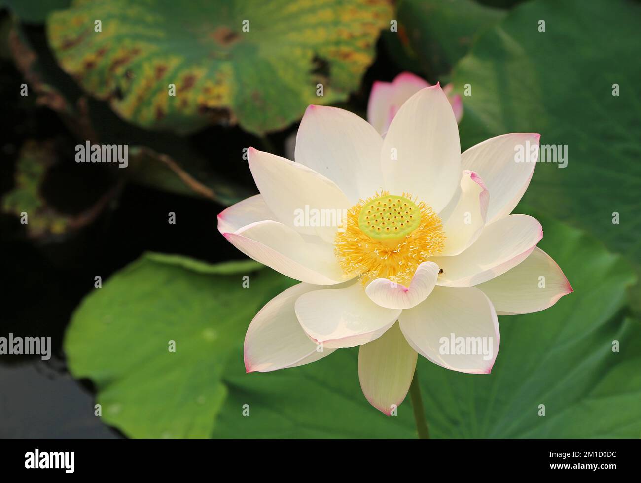 White sacred Lotus Stock Photo - Alamy White sacred Lotus Stock Photo - Alamy