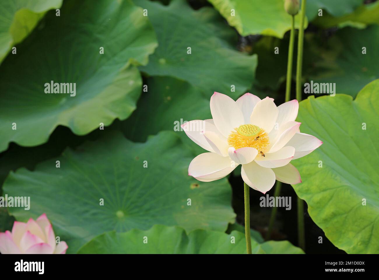 White sacred Lotus with bees Stock Photo - Alamy White sacred Lotus with bees Stock Photo - Alamy