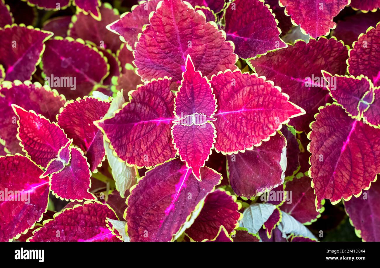 Coleus bush hi-res stock photography and images - Alamy