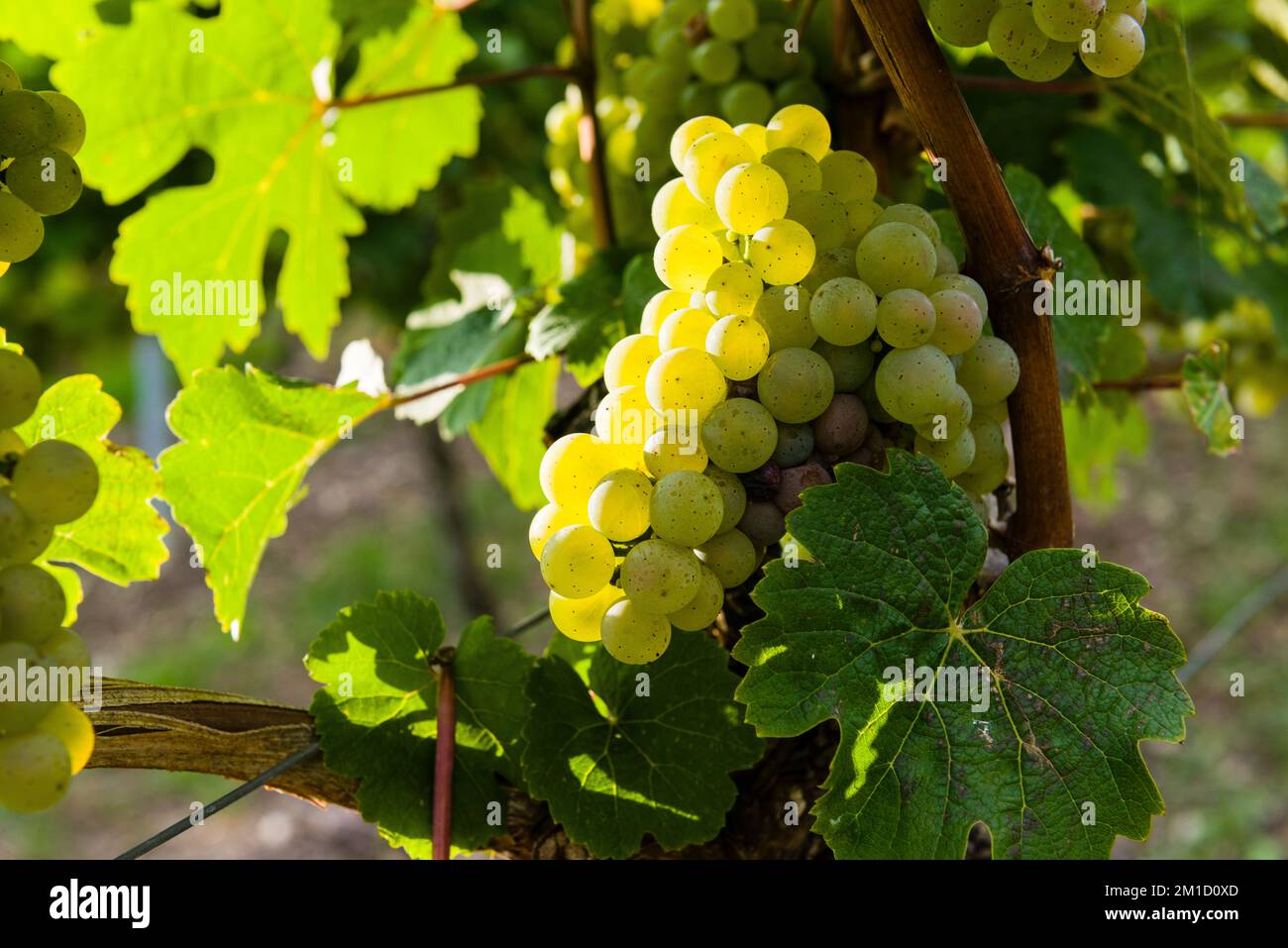 Juliusspital würzburg hi-res stock photography and images - Alamy