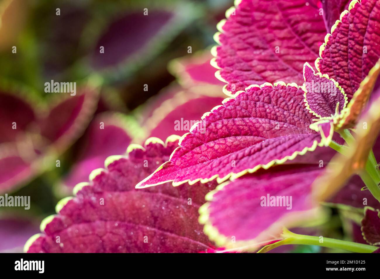Selective focused coleus plant close up with beautiful decorative ...