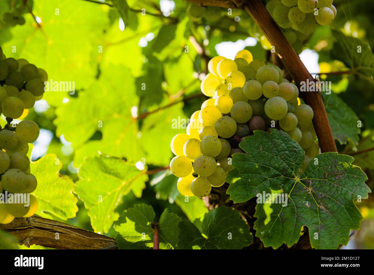 A bunch of Silvaner grapes in the vineyard of "Juliusspital Wuerzburg ...