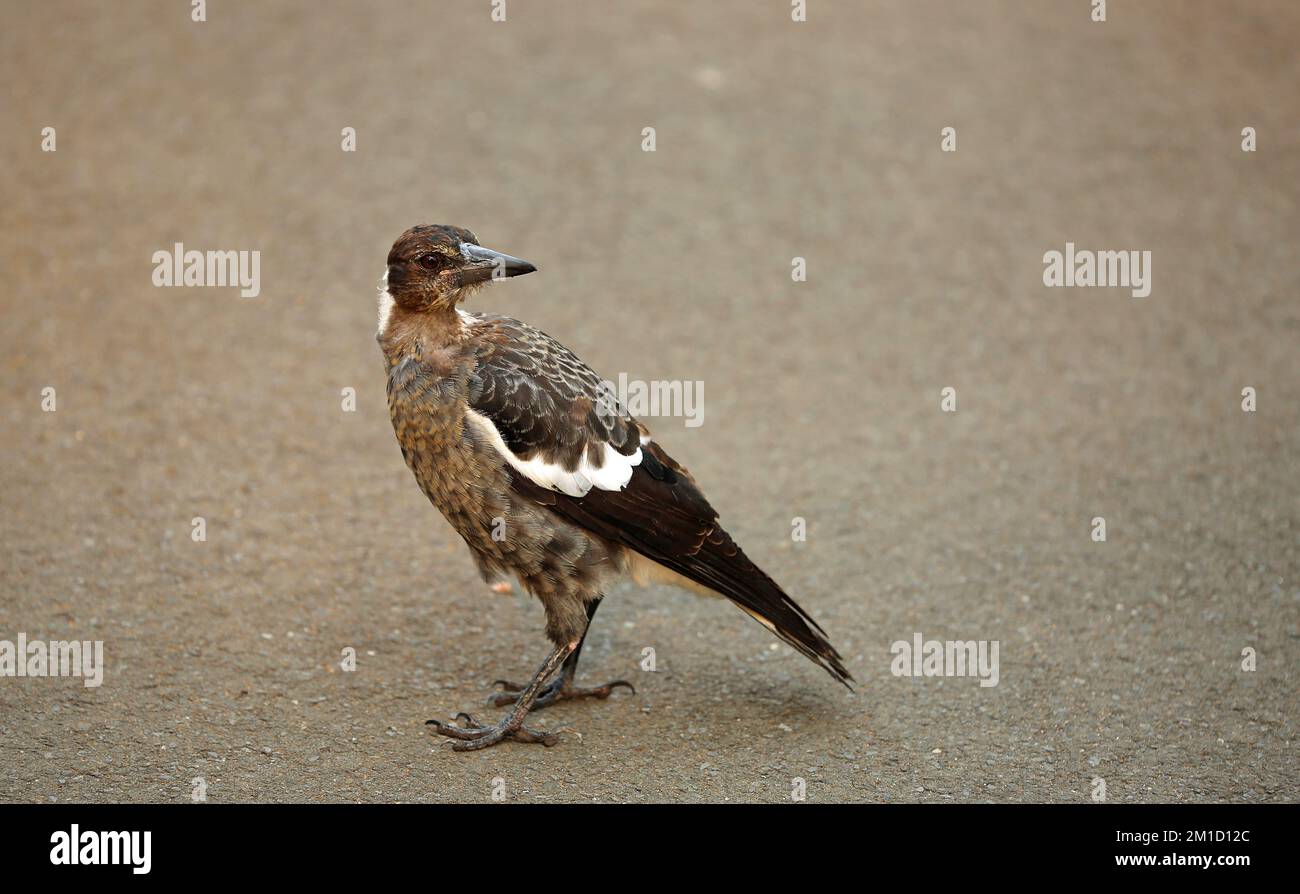 Australian magpie south australia hi-res stock photography and images ...