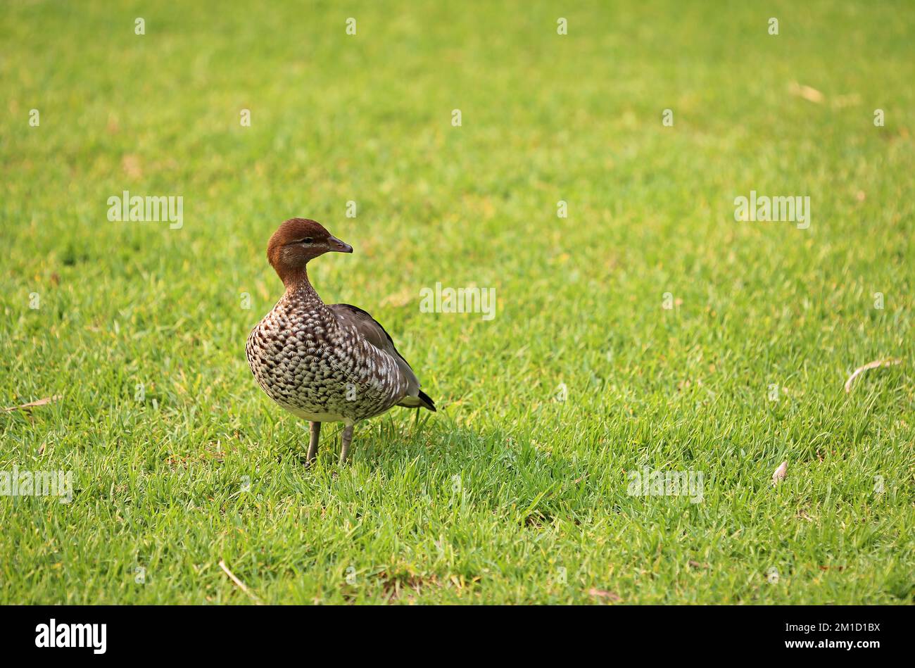 Wood duck grass hi-res stock photography and images - Alamy