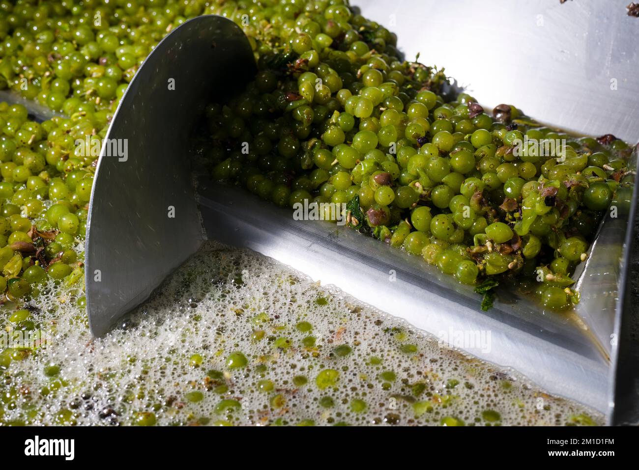 Harvested Silvaner grapes are getting transported by a conveyor screw ...