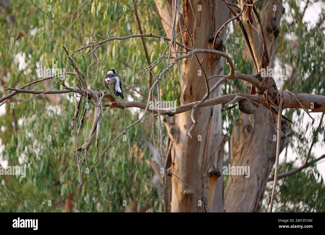 Australian magpie on the branch Stock Photo - Alamy