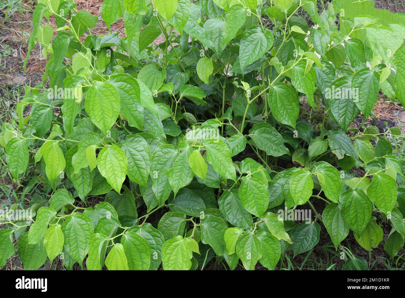 Piper chaba plant hi-res stock photography and images - Alamy