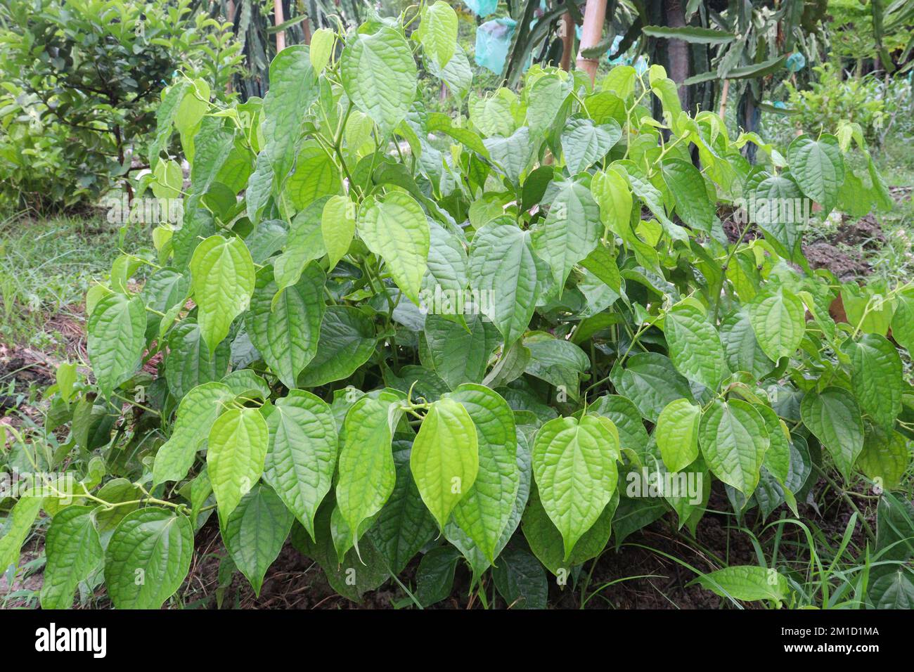 spice and tasty piper chaba leaf on tree in farm for harvest Stock ...