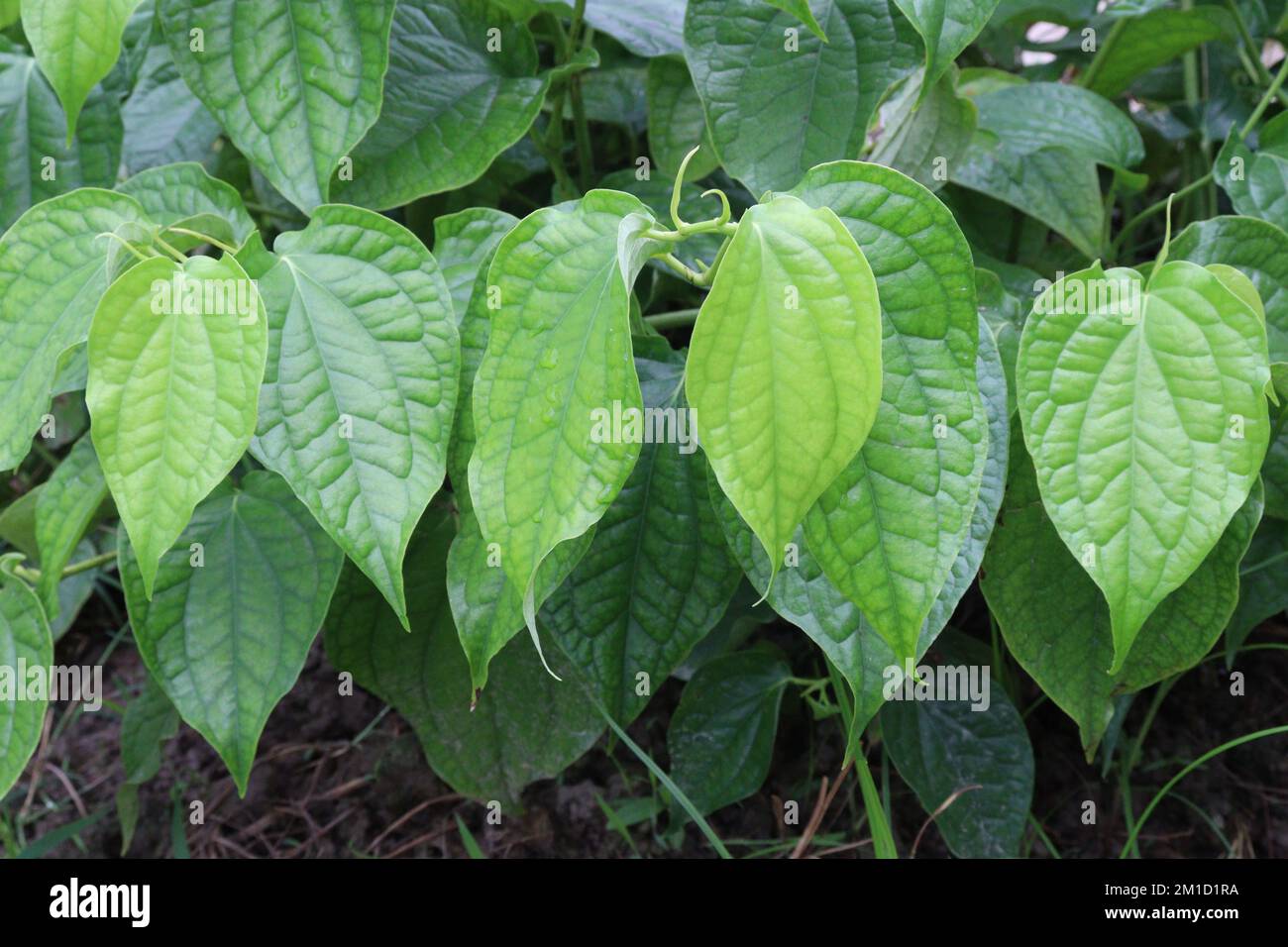 spice and tasty piper chaba leaf on tree in farm for harvest Stock ...