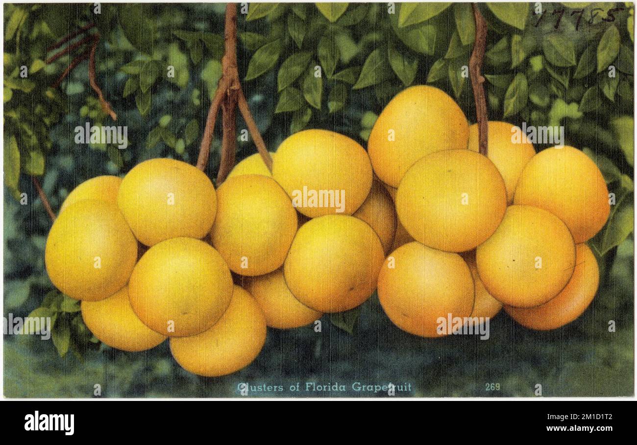 Clusters of Florida grapefruit , Tichnor Brothers Collection, postcards ...