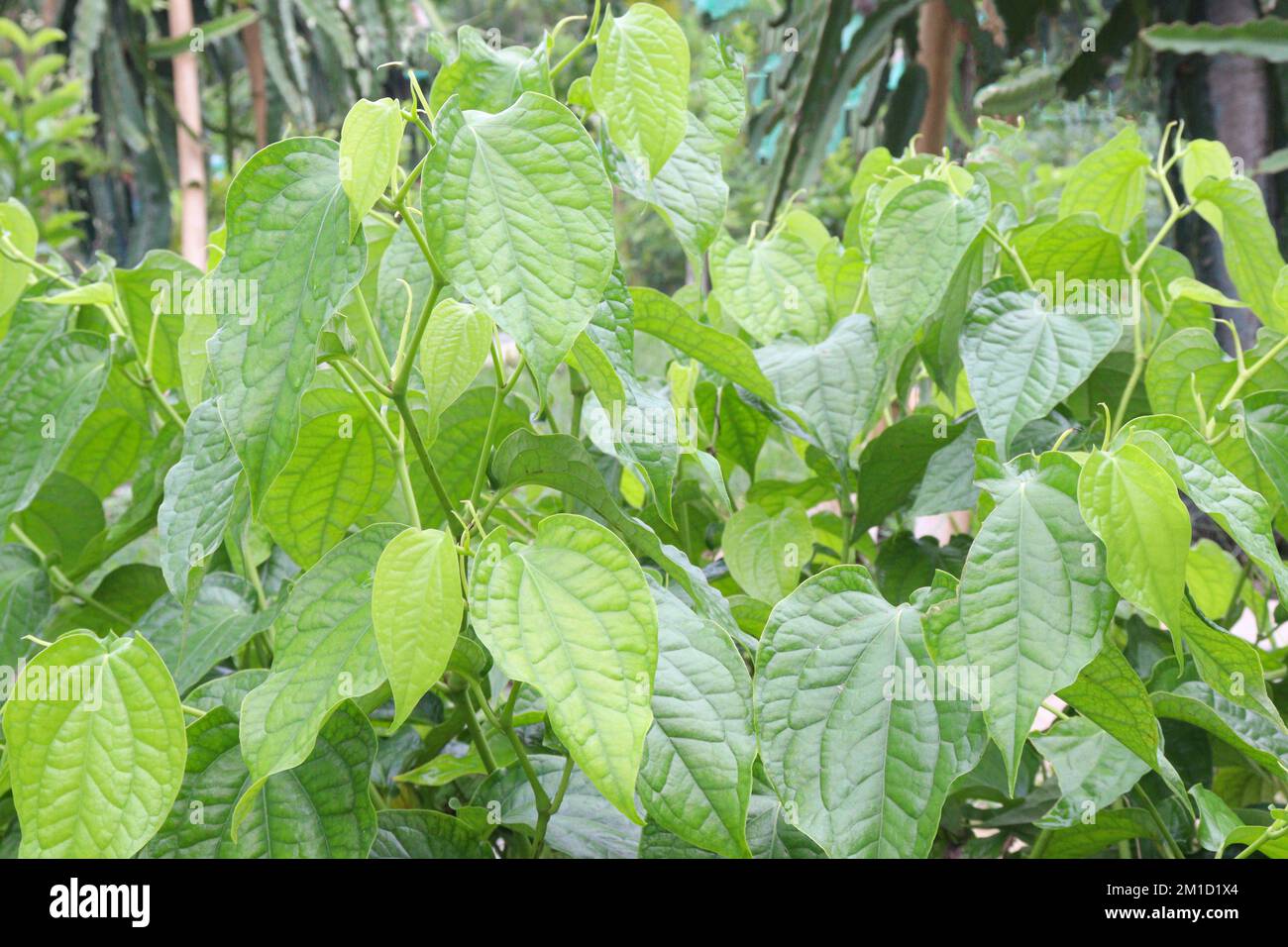 spice and tasty piper chaba leaf on tree in farm for harvest Stock ...