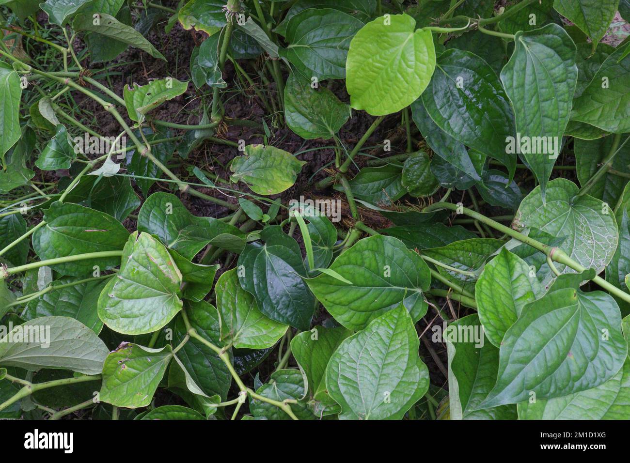 Piper chaba plant hi-res stock photography and images - Alamy