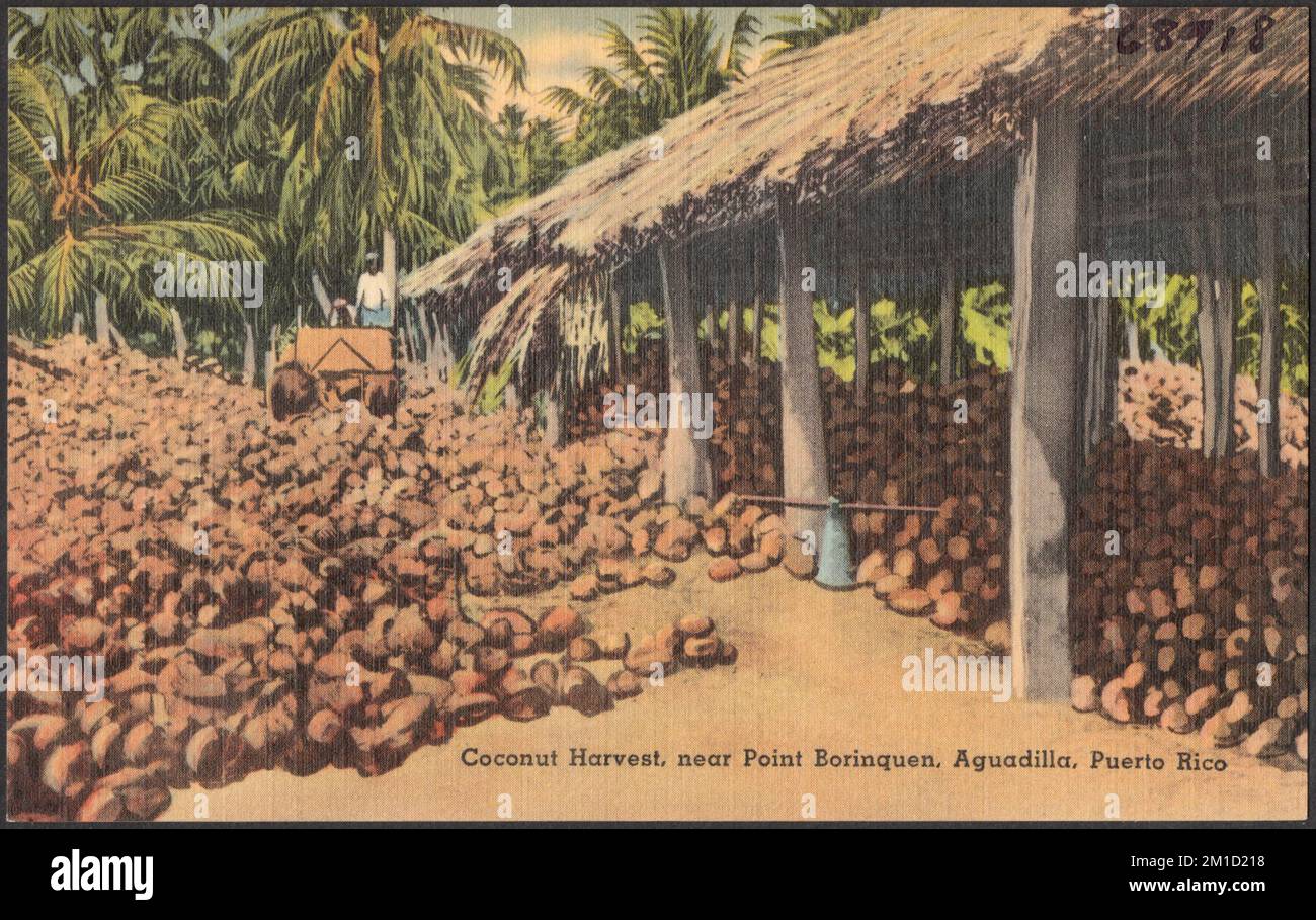 Coconut harvest, near Point Borinquen, Aguadilla, Puerto Rico ...