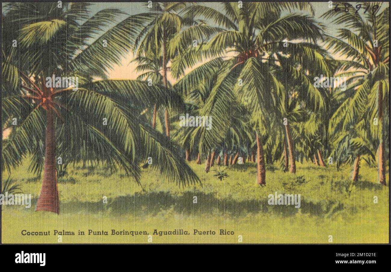 Coconut palms in Punta Borinquen, Aguadilla, Puerto Rico , Coconuts ...