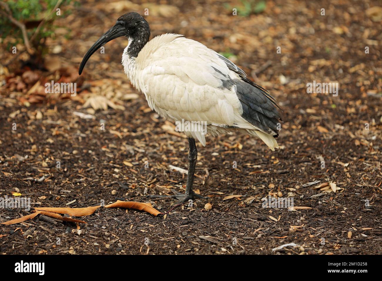 Australian ibis hi-res stock photography and images - Alamy