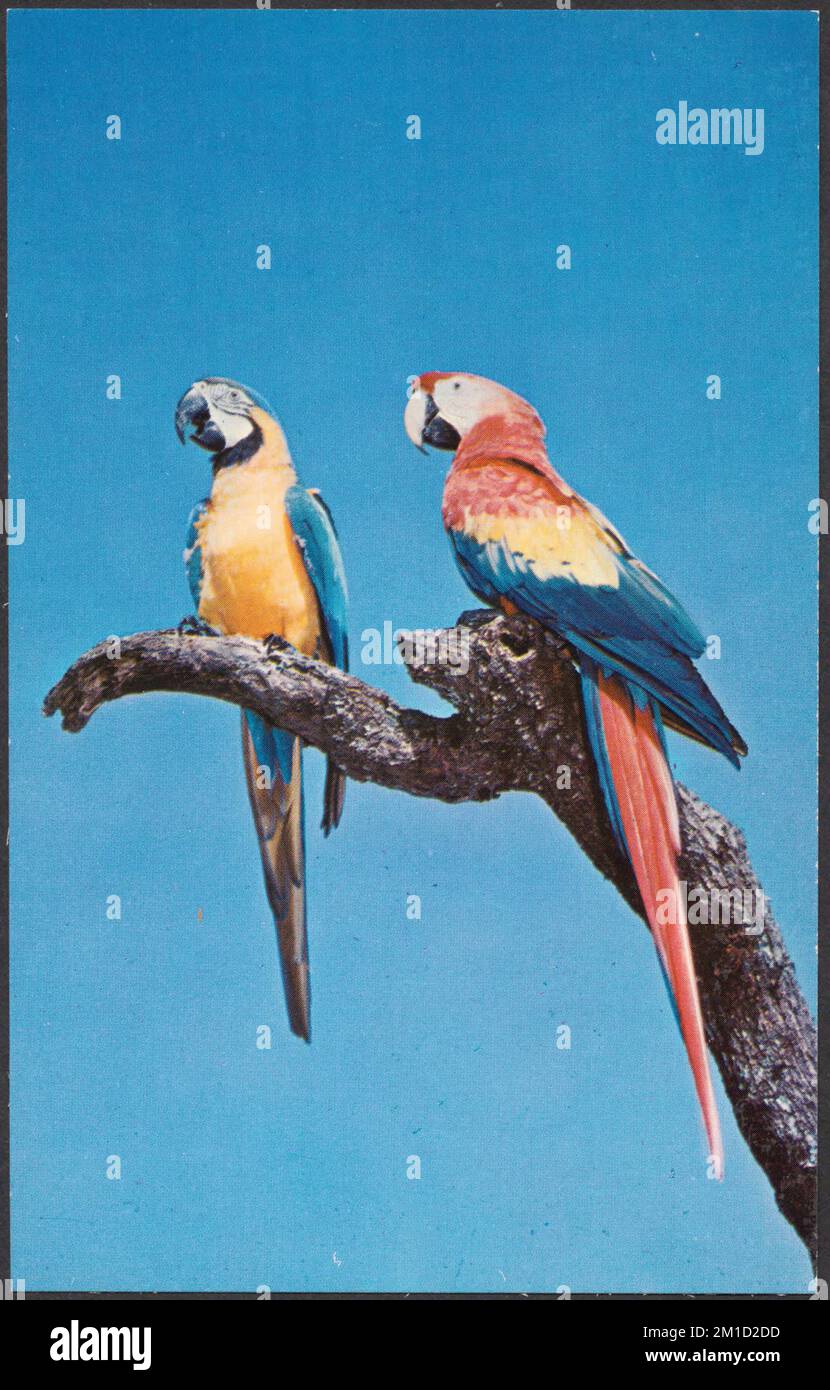 Colorful macaws are seen at many attractions throughout Florida ...
