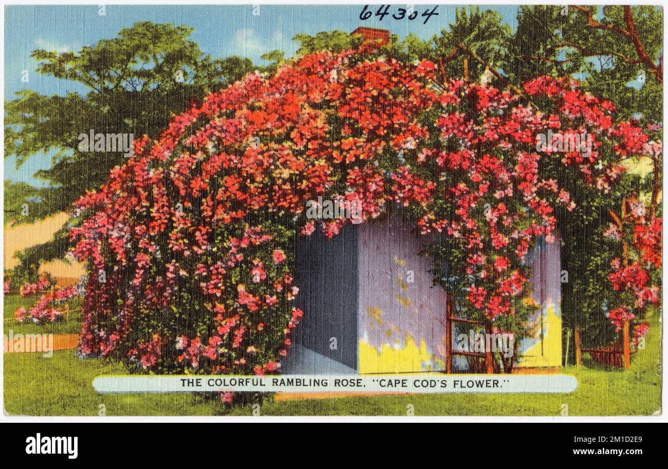 The colorful rambling rose, 'Cape Cod's flower' , Roses, Tichnor ...