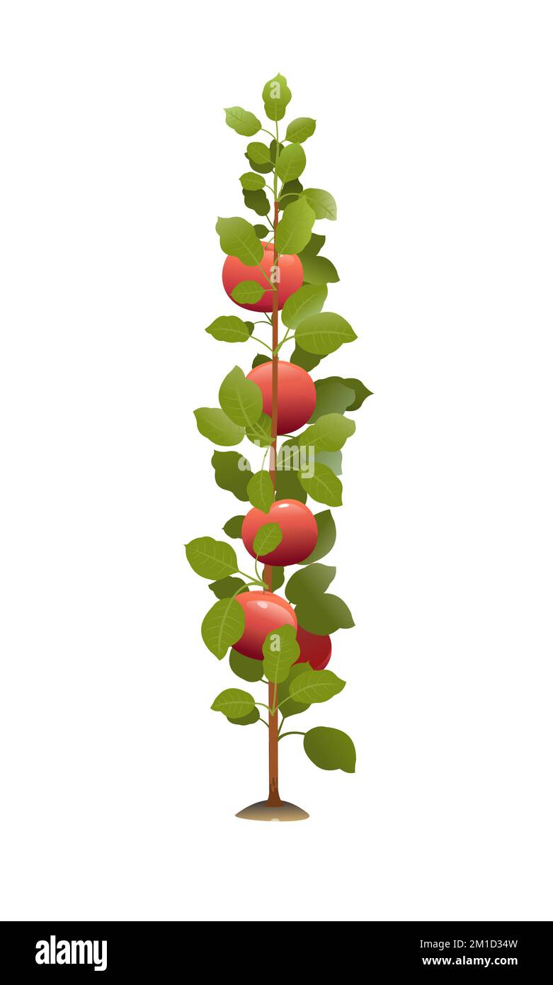 Apple tree leaf Stock Vector Images - Alamy