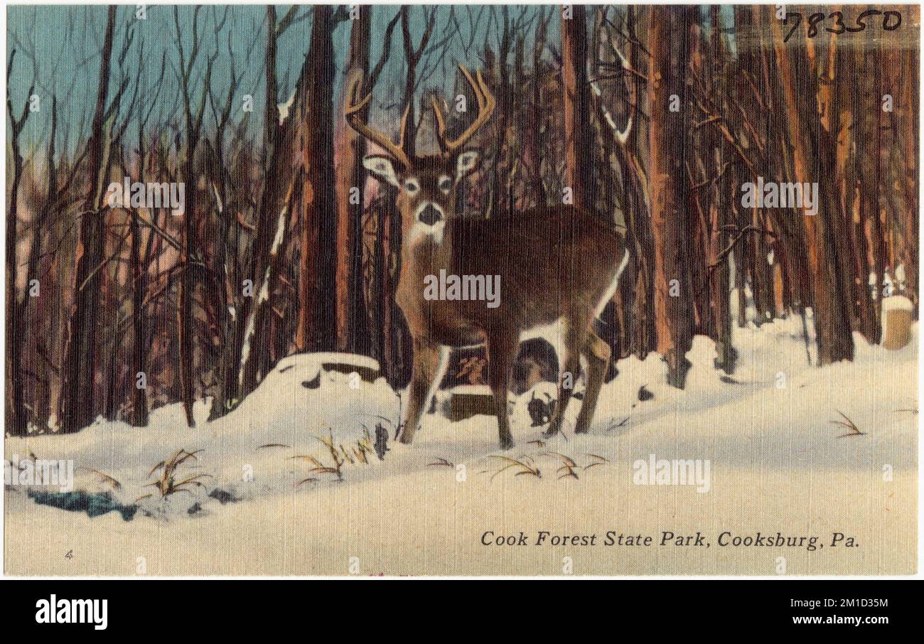 Cook Forest State Park, Cooksburg, Pa. , Parks, Tichnor Brothers ...