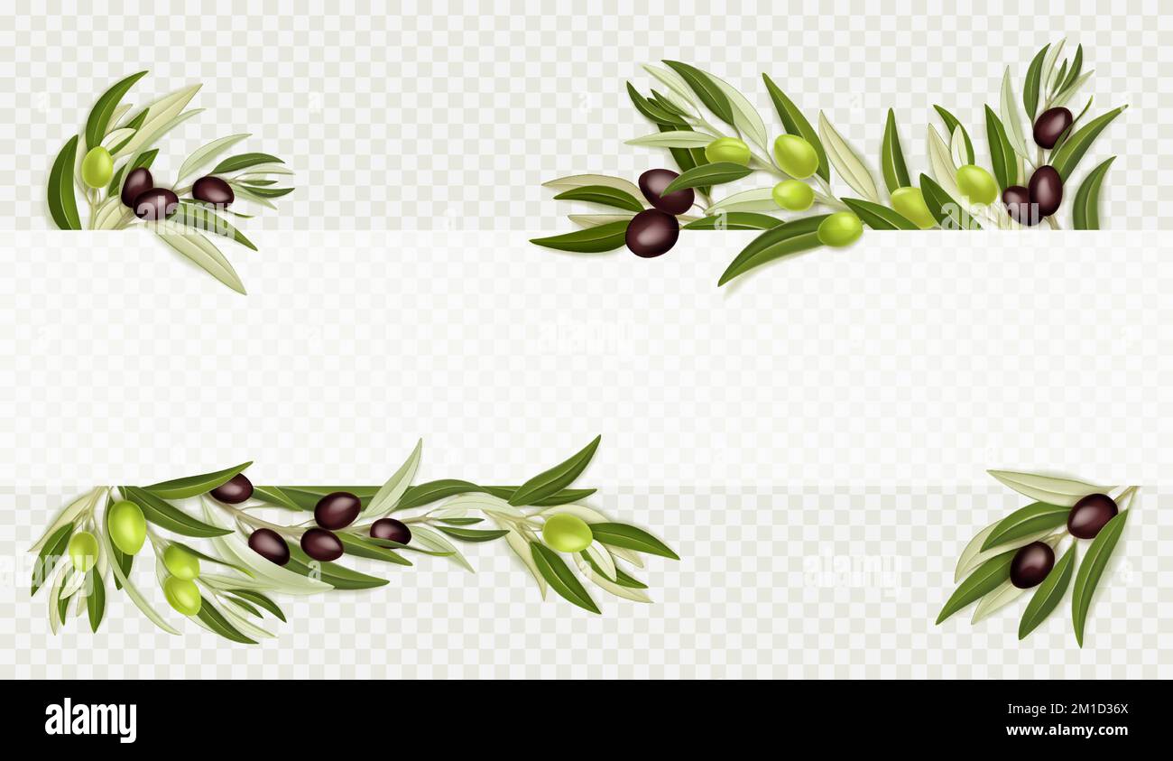 Olive branches with black and green fruits and leaves isolated on transparent background. Banner ...