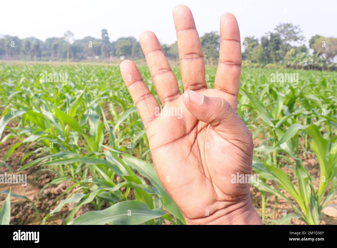 Gesture with finger on maize farm field Stock Photo - Alamy