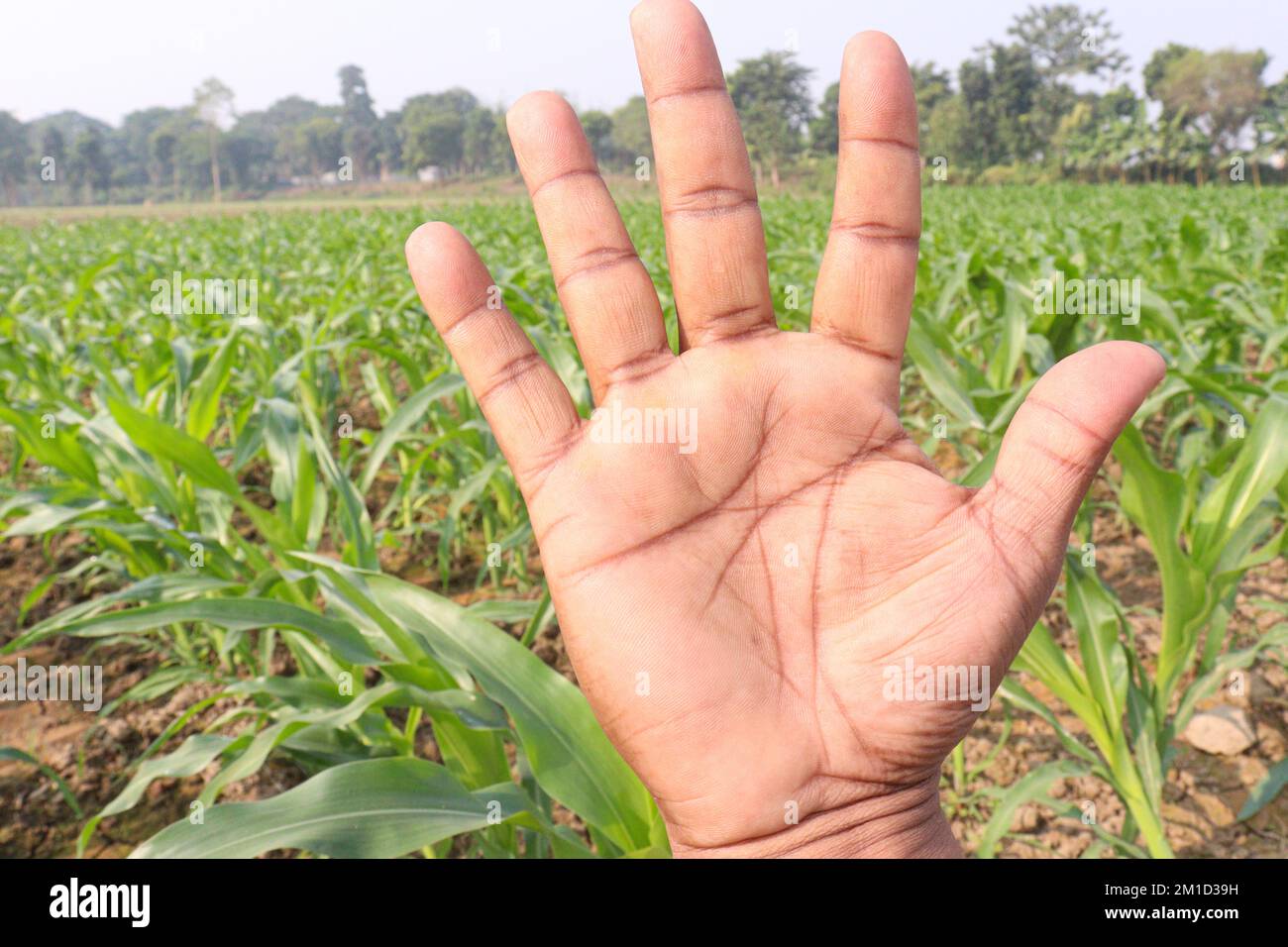 Gesture with finger on maize farm field Stock Photo - Alamy