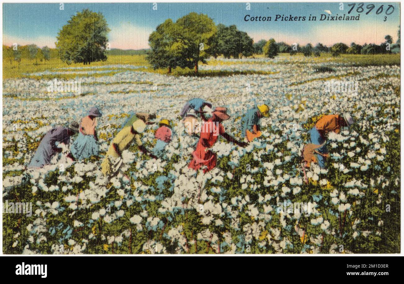 Cotton pickers in Dixieland , Cotton pickers, Cotton plantations ...