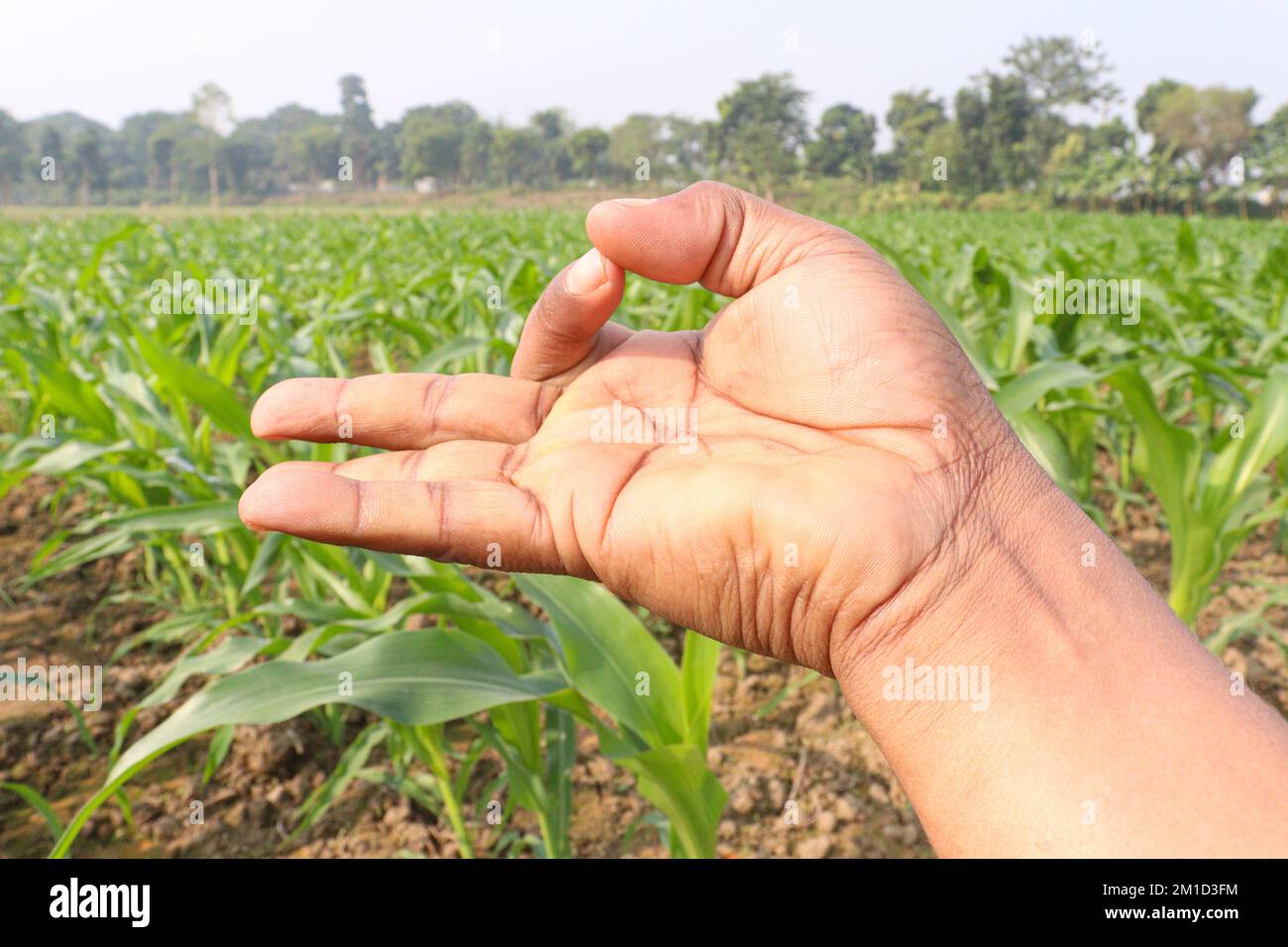 Gesture with finger on maize farm field Stock Photo - Alamy