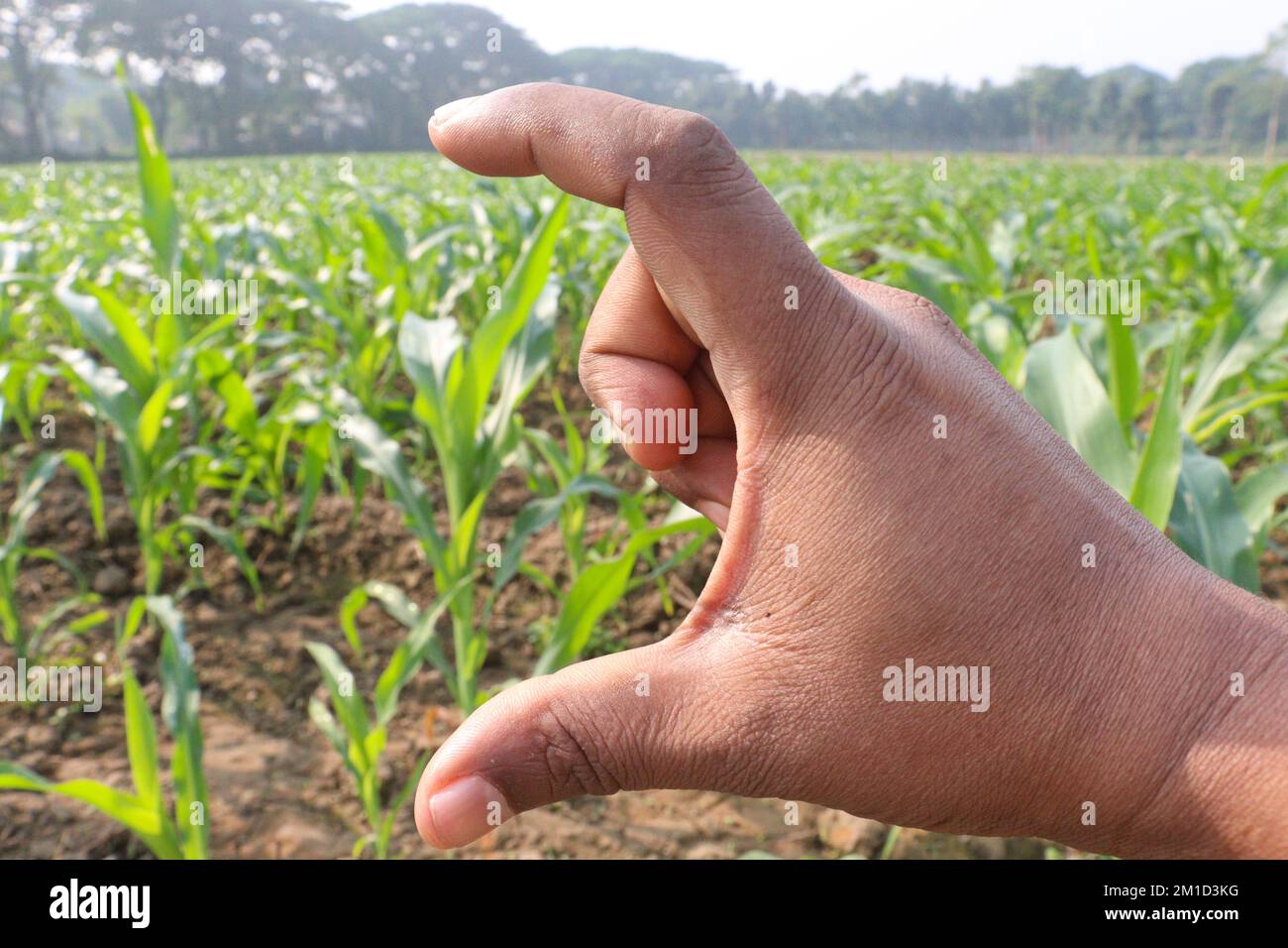 Gesture with finger on maize farm field Stock Photo - Alamy