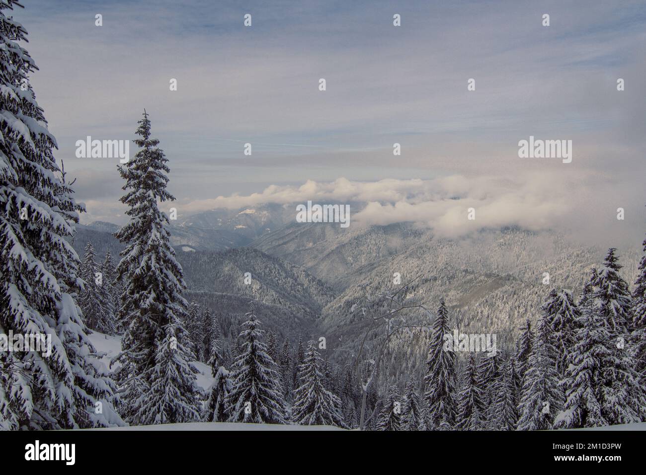 Boundless winter forests landscape photo Stock Photo - Alamy