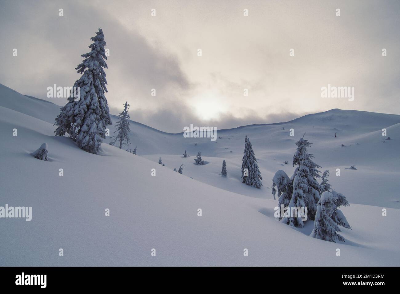 Mountain slopes with snow capped evergreen trees landscape photo Stock ...