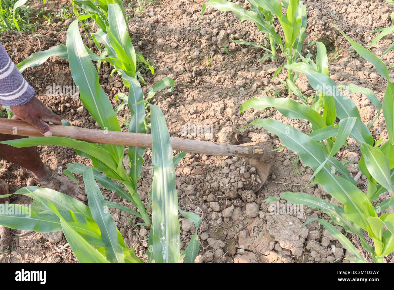 green colored maize farm on field for harvest Stock Photo - Alamy
