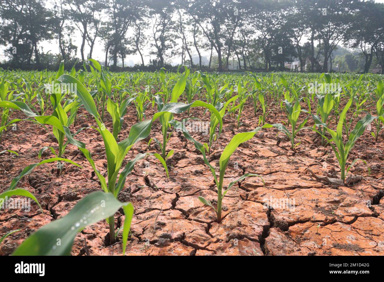 green colored maize farm on field for harvest Stock Photo - Alamy