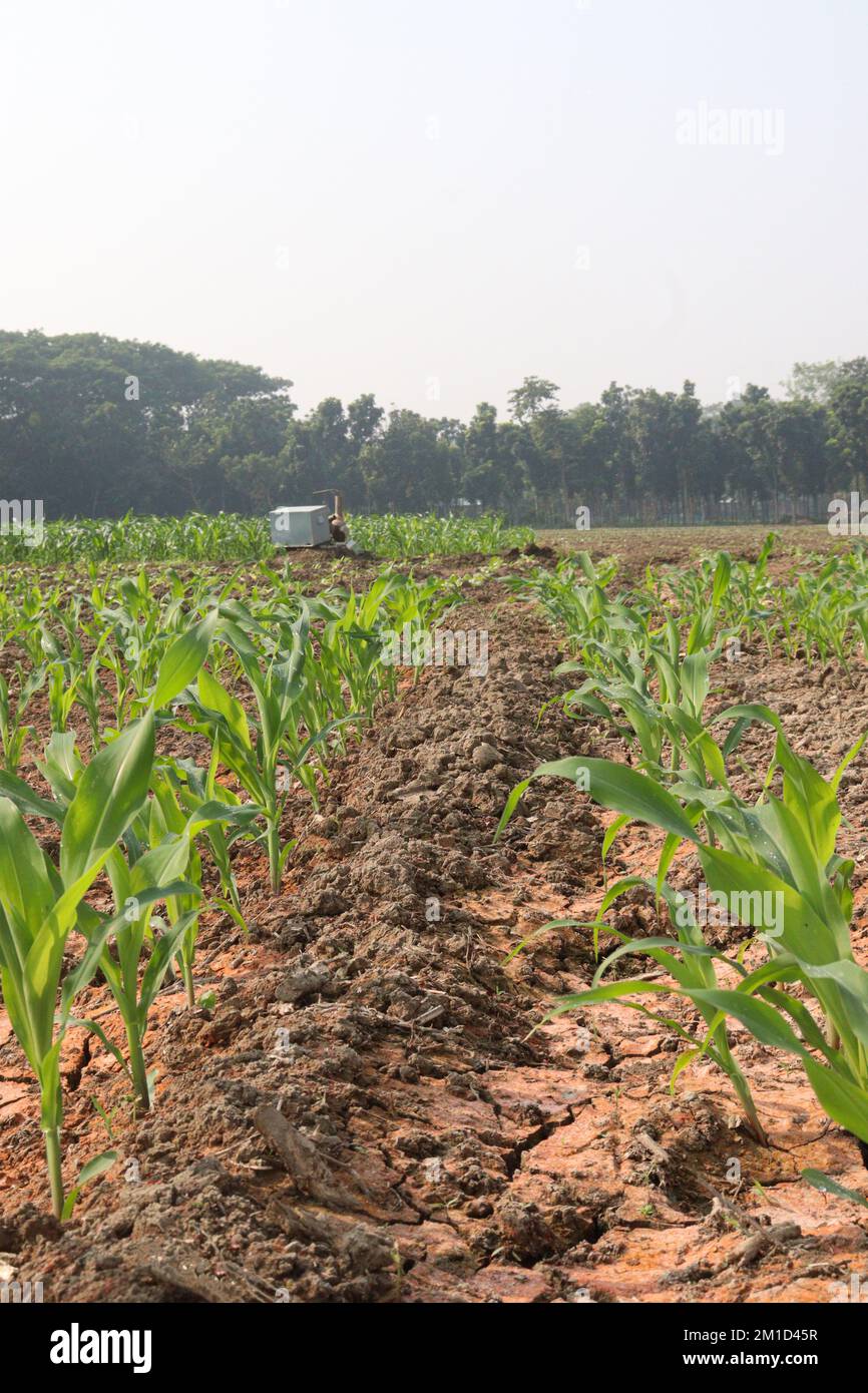 green colored maize farm on field for harvest Stock Photo - Alamy