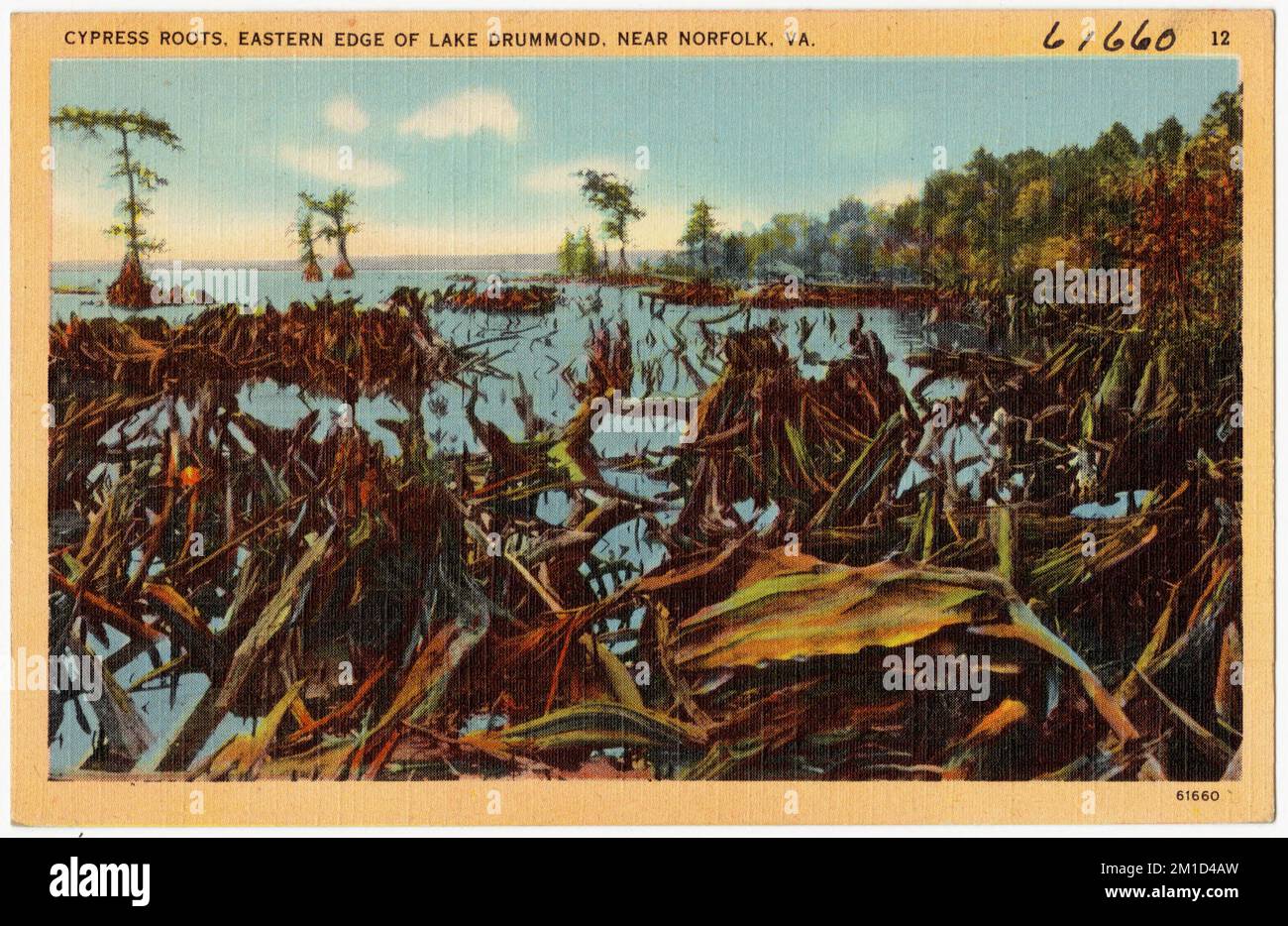 Cypress Roots, eastern edge of Lake Drummond, near Norfolk, VA. , Lakes ...