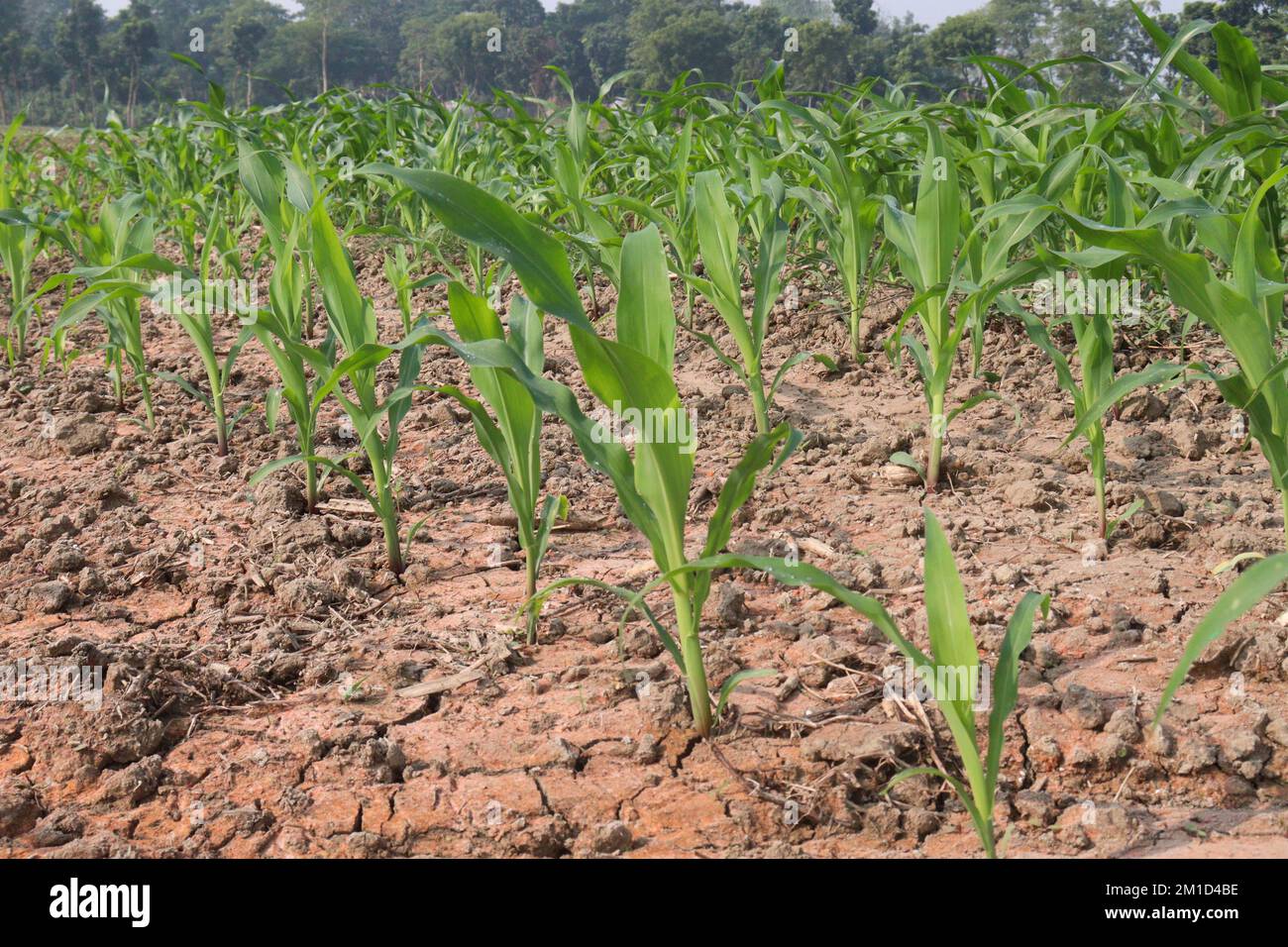 green colored maize farm on field for harvest Stock Photo - Alamy
