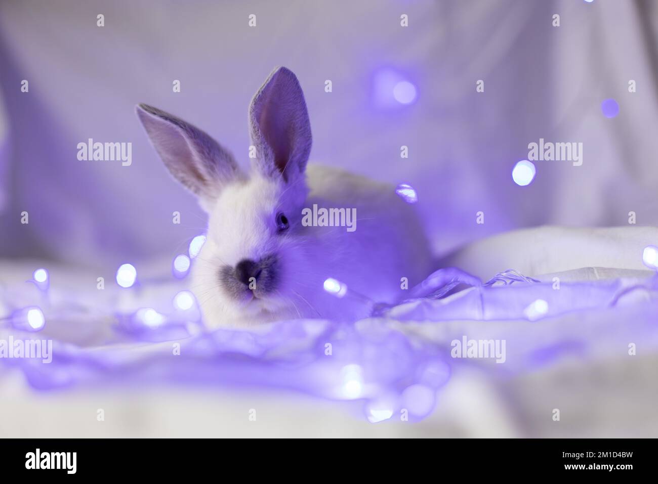 Portrait of little white rabbit with blue Christmas lights. Closeup ...