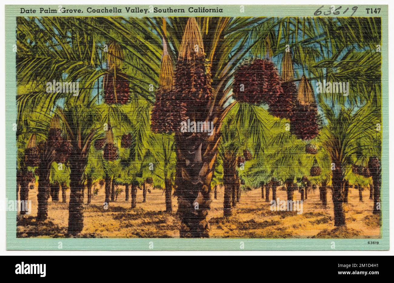 Date Palm Grove, Coachella Valley, Southern California , Tichnor ...