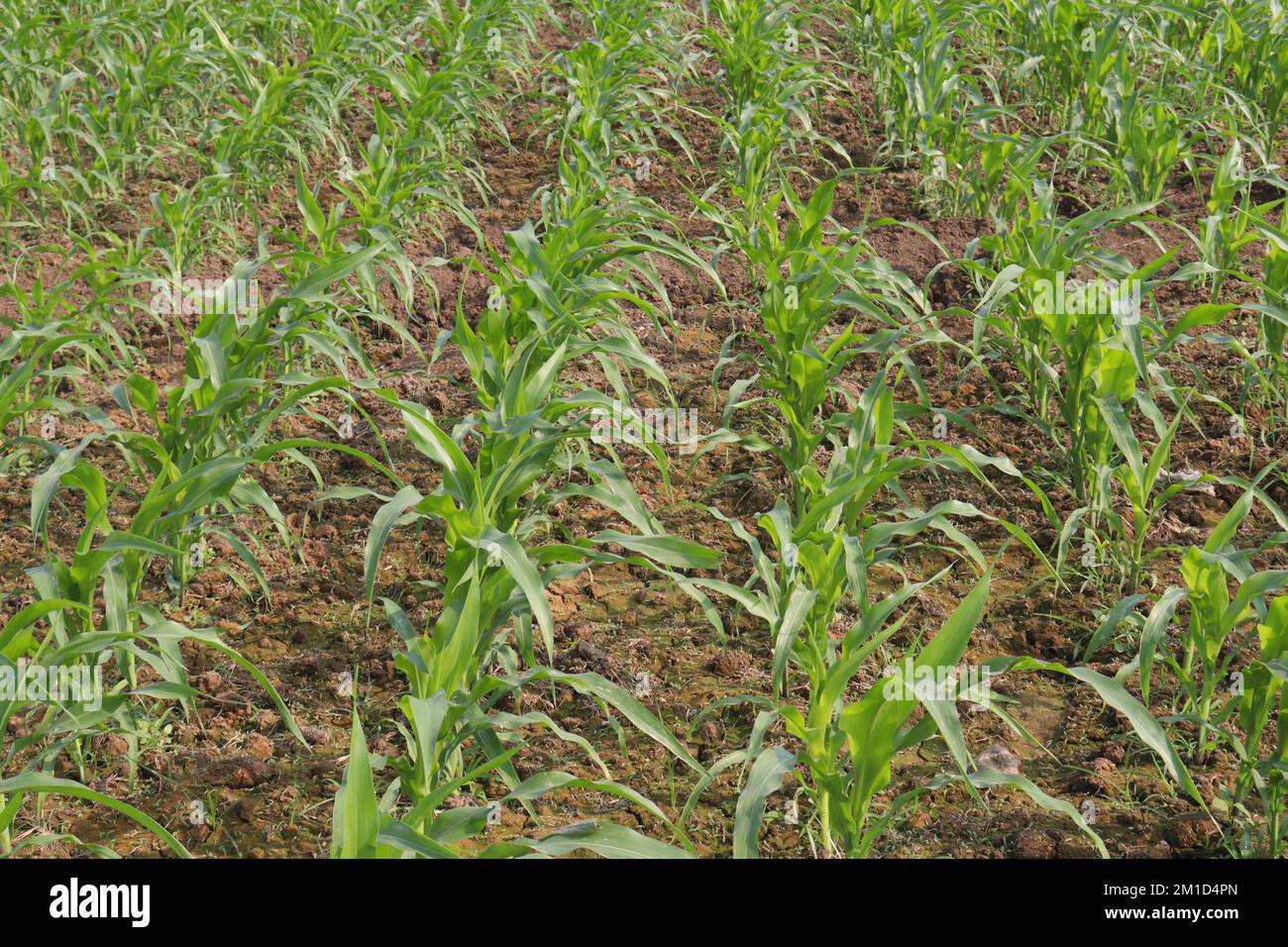 green colored maize farm on field for harvest Stock Photo - Alamy