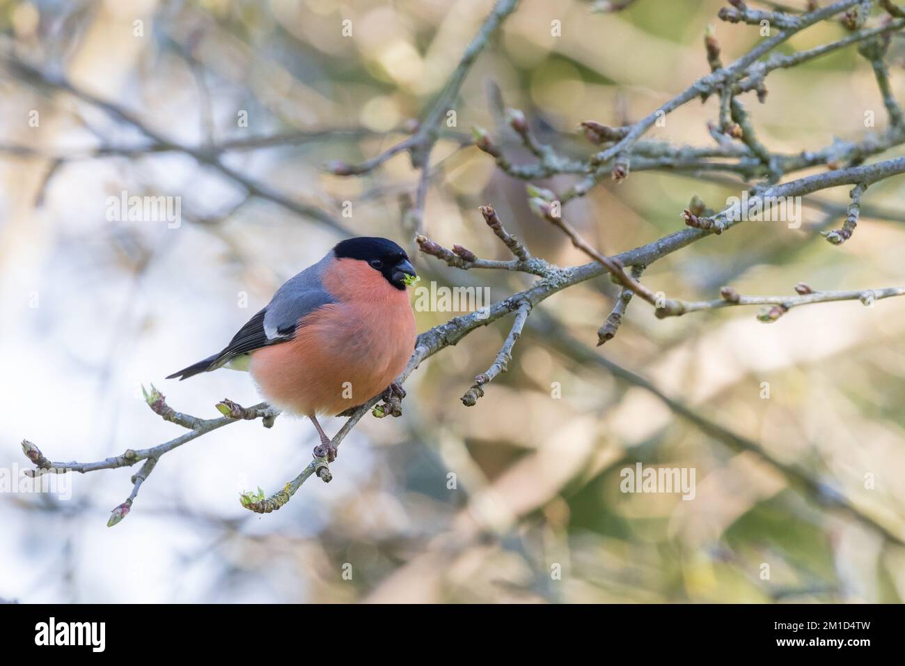 Bullfinch eating the buds hi-res stock photography and images - Alamy