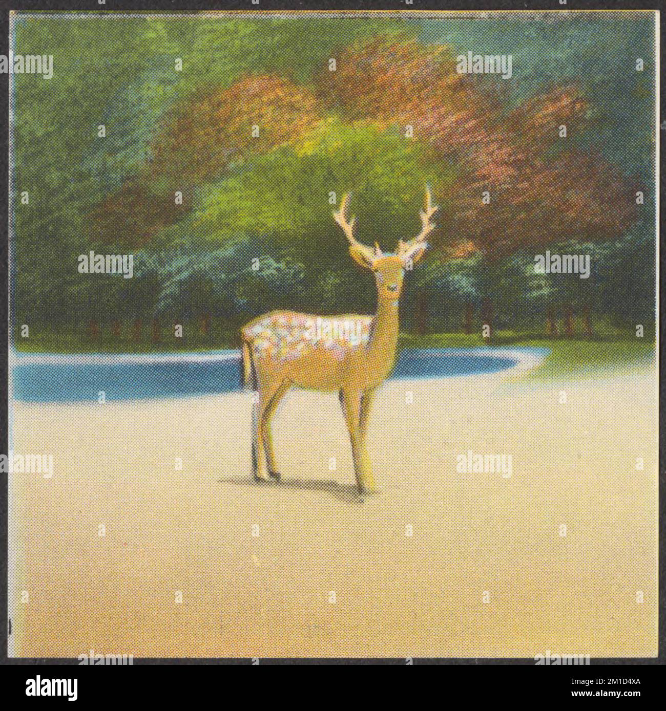 A deer , Deer, Tichnor Brothers Collection, postcards of the United ...